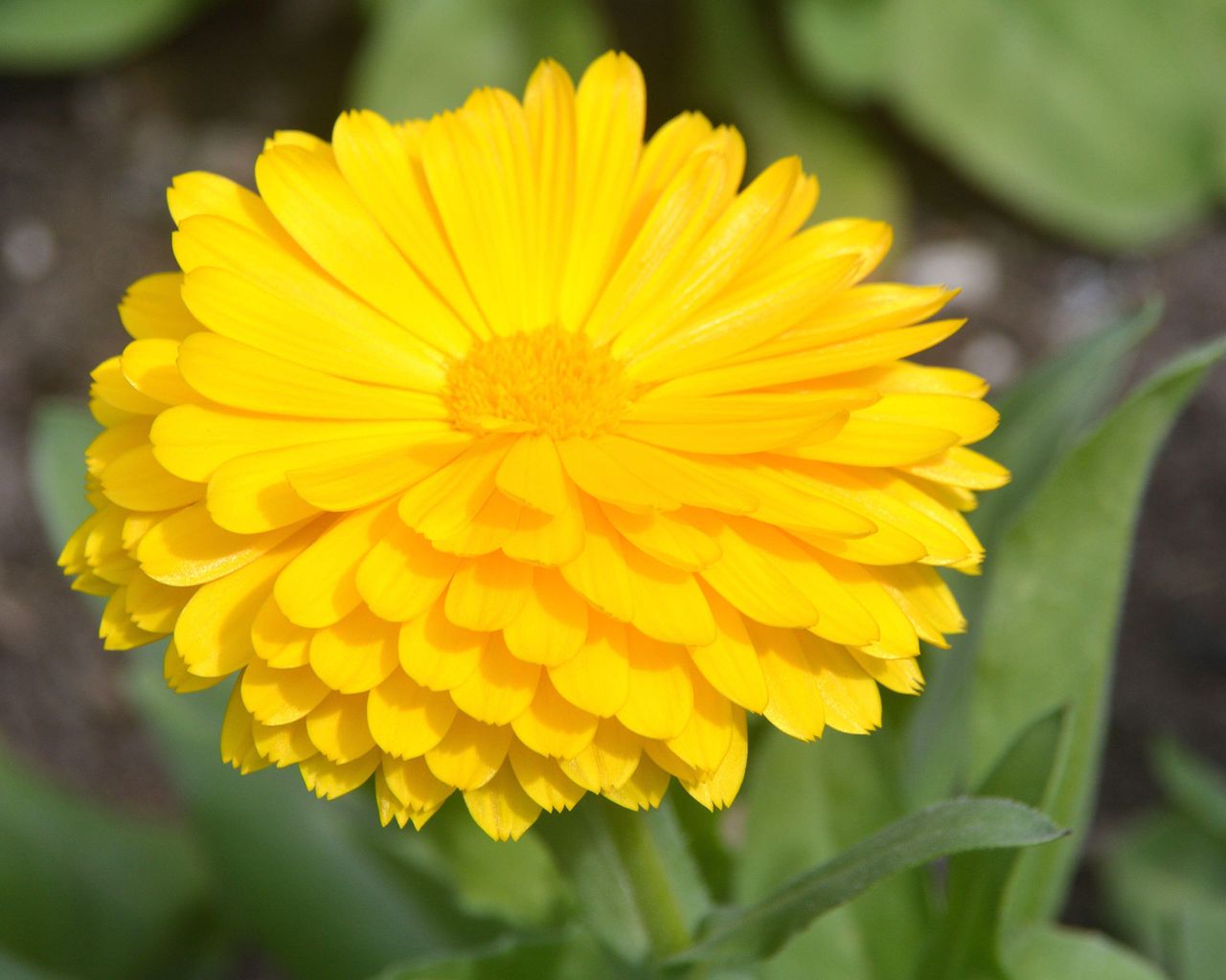 Calendula varieties: 16 pot marigolds for your garden | Homes and Gardens