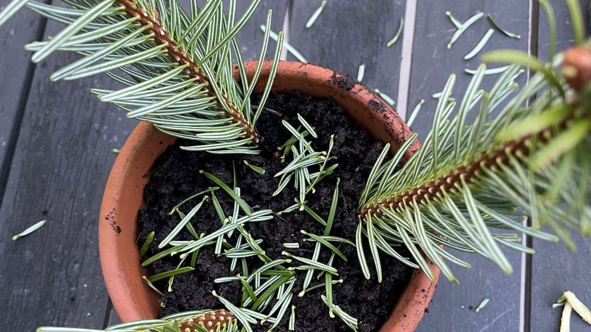 How to grow a Christmas tree from a cutting — 5 simple steps | Ideal Home