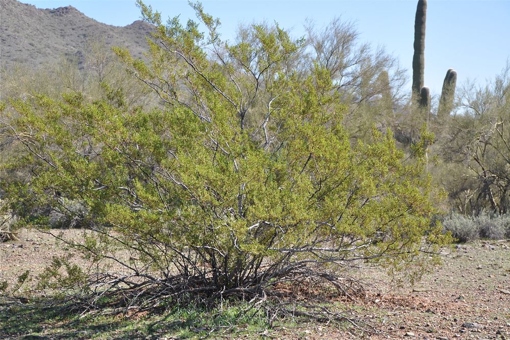 Creosote Bushes Photos | Desert Plants & Flora | Live Science