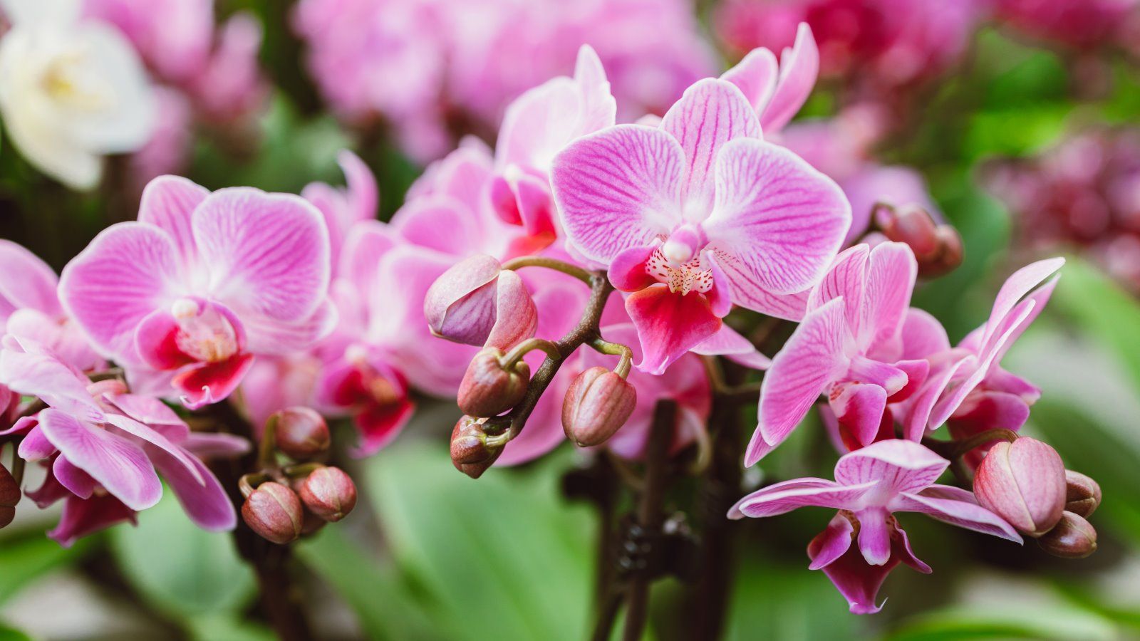 How to fertilize orchids - expert tips for healthy plants | Homes and Gardens