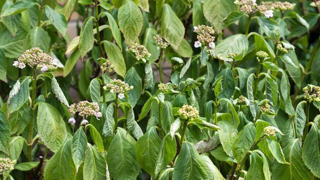 Why Is My Hydrangea Wilting? Common Causes & Fixes | Gardening Know How