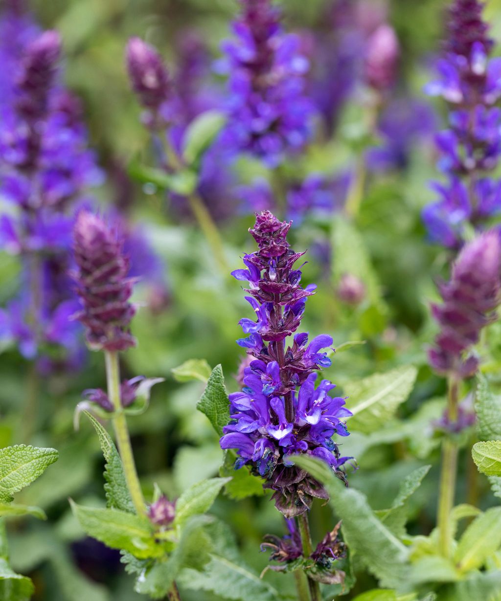 Types of salvias: 16 stunning varieties for beds and borders | Gardeningetc