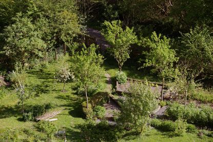 How to Create a Forest Garden | Livingetc