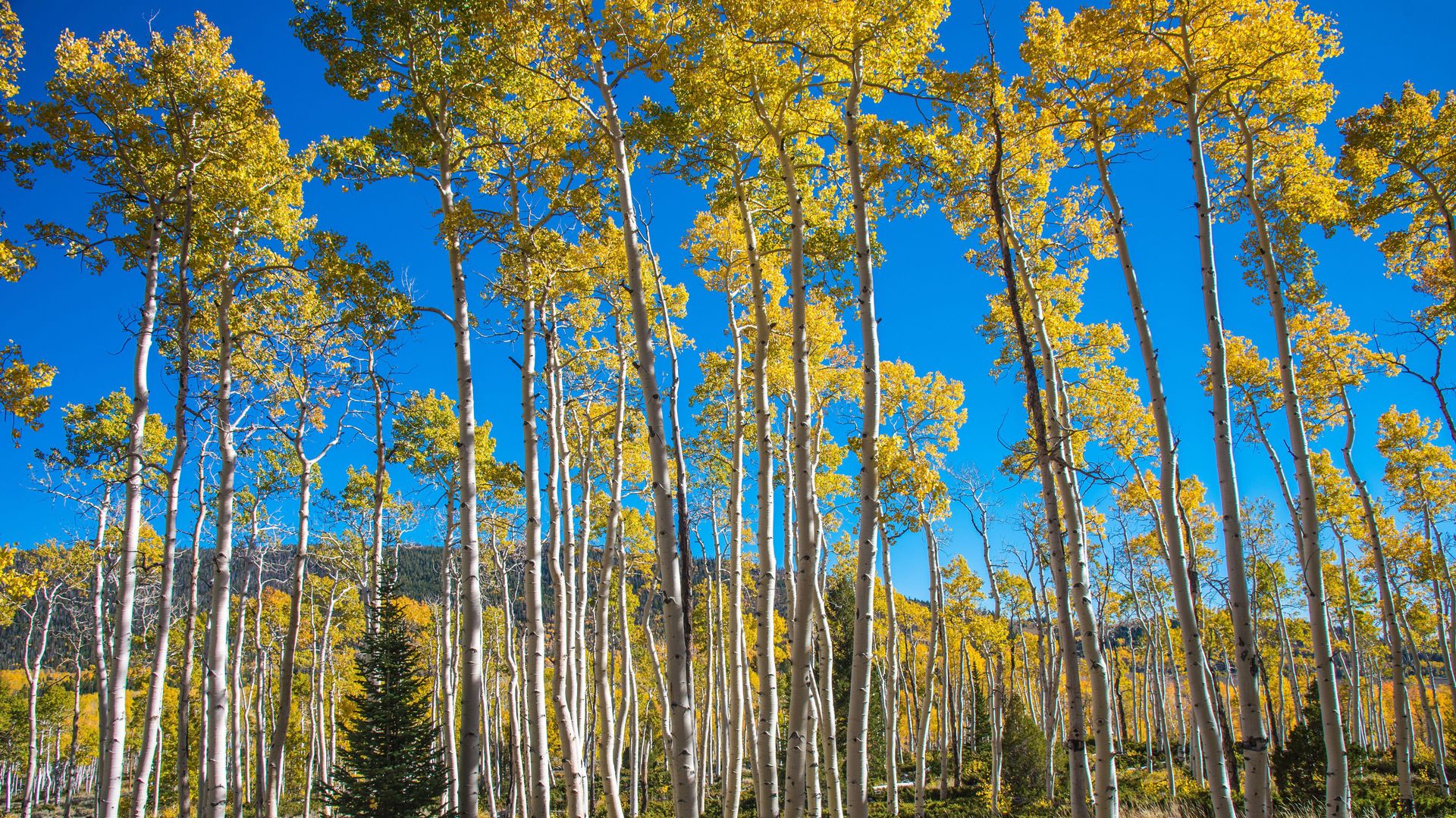 Pando: The world's largest tree and heaviest living organism | Live Science