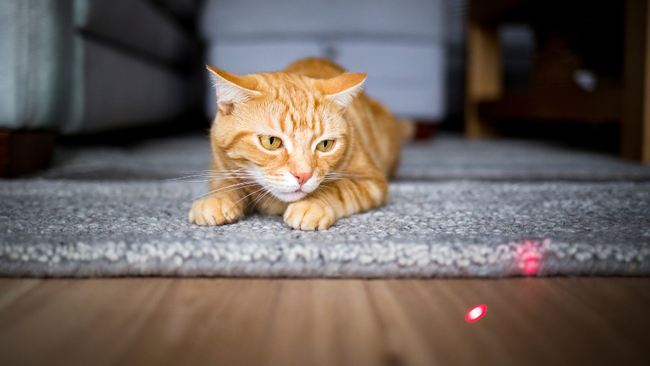 Why do cats chase lasers? An expert reveals the reason | PetsRadar