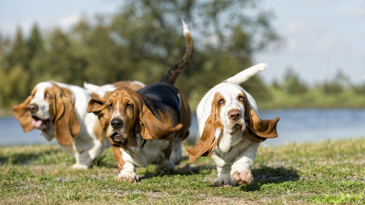 32 much-loved British dog breeds and their histories | PetsRadar