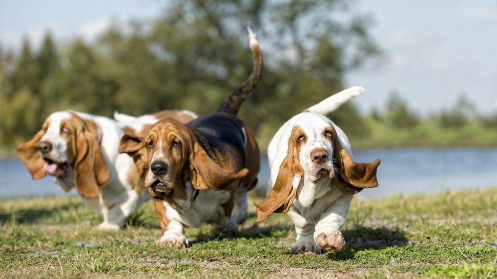 32 much-loved British dog breeds and their histories | PetsRadar