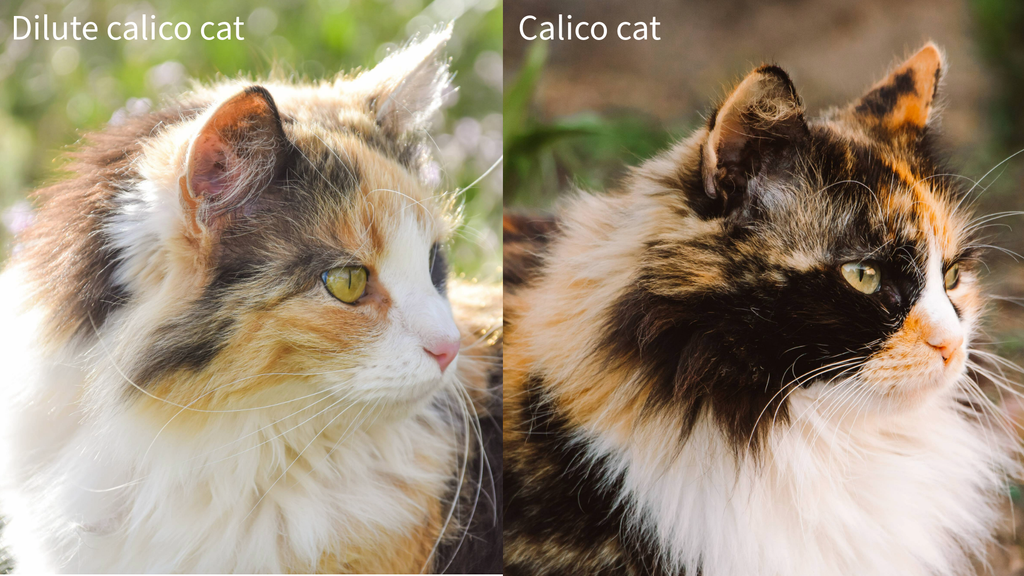 What is a dilute calico cat? A vet reveals all | PetsRadar
