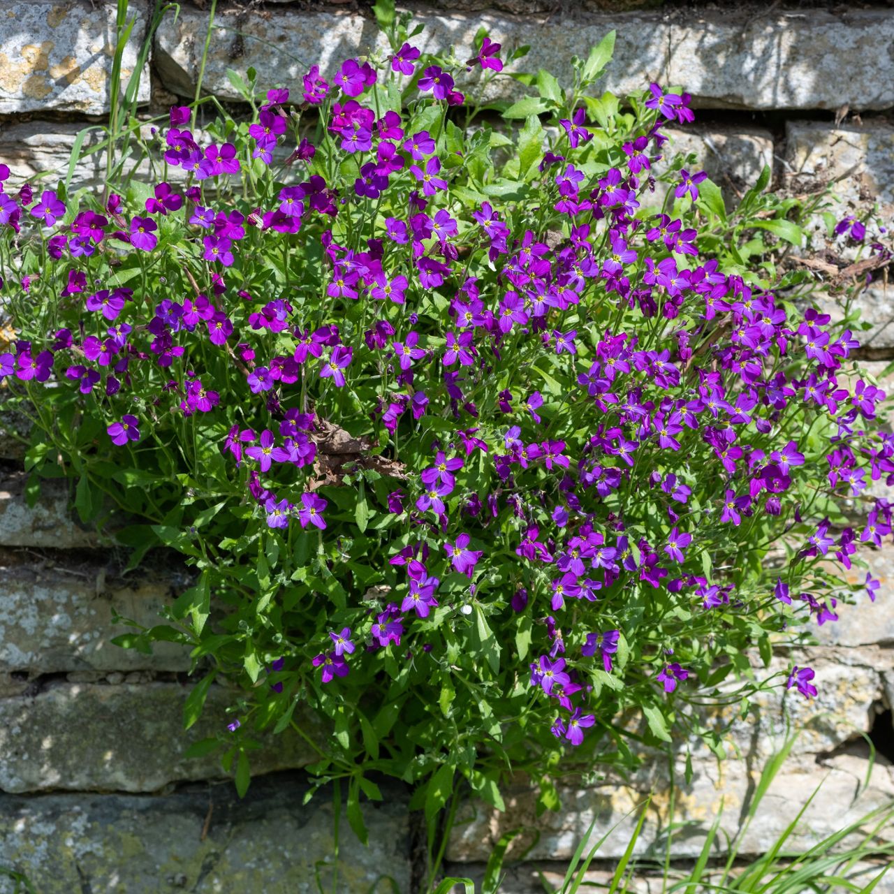 8 of the best trailing plants for outdoors | Ideal Home