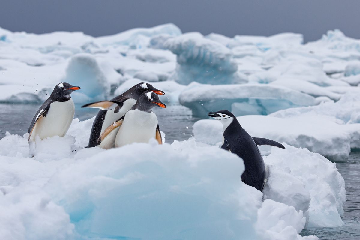 Pointing penguins and rocking roos among Comedy Wildlife Photo Award ...