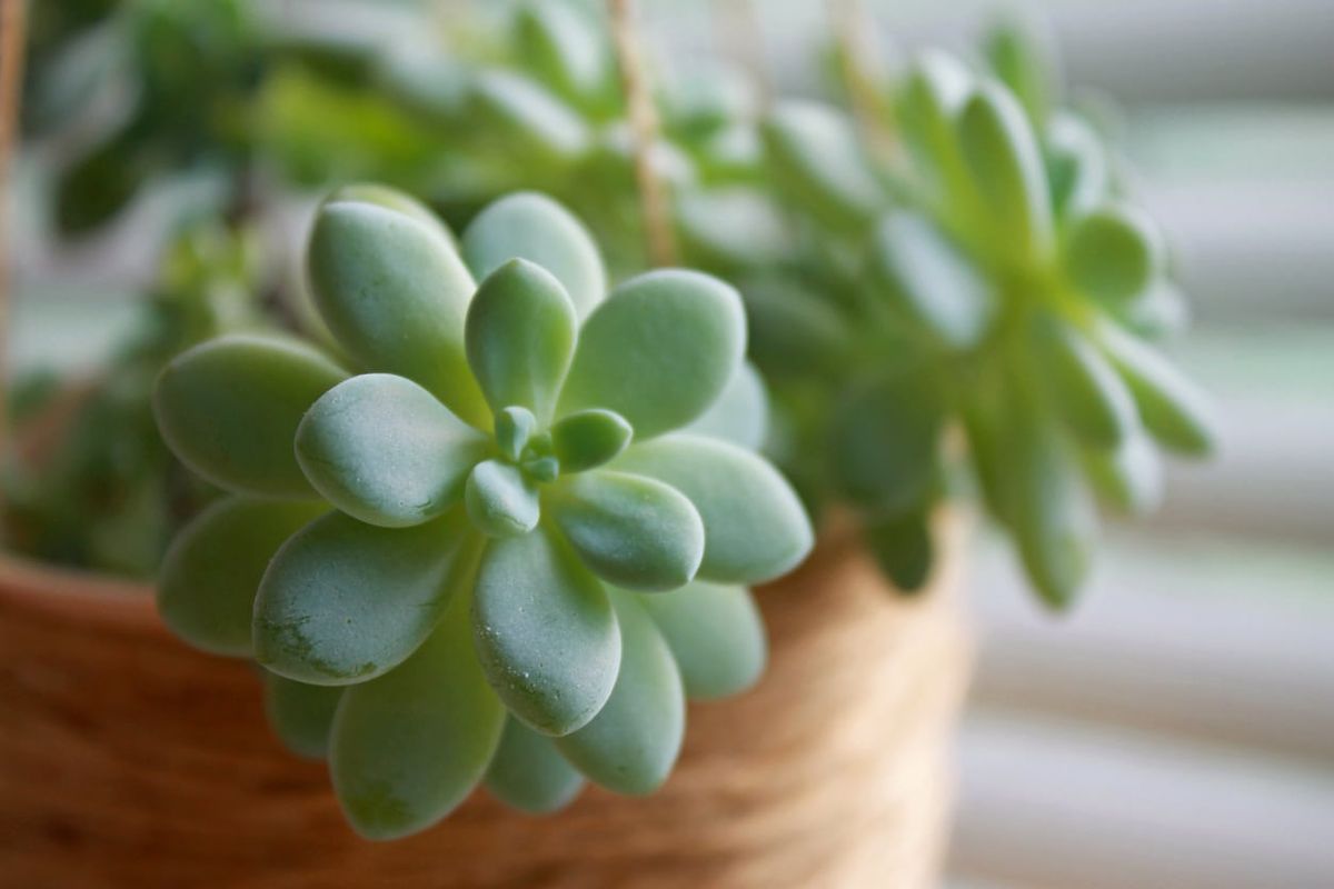 Water Requirements For Succulents - How Much Water Do Succulents Need ...
