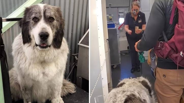 Giant fluffy dog takes over flight and the crew can't stop petting him ...