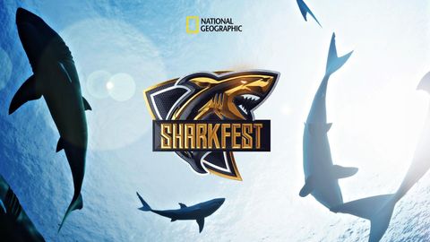 How to watch Nat Geo ‘Sharkfest’ content | What to Watch