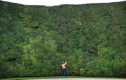 The world’s largest yew hedge has just received its annual trim ...