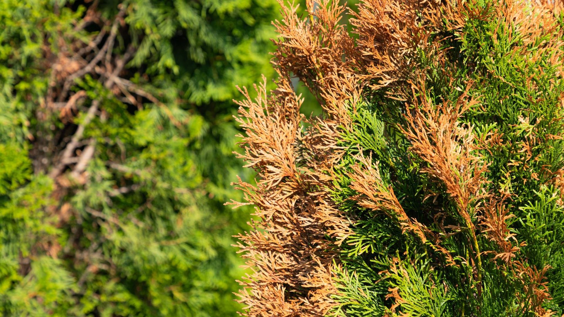Winter Burn in Evergreens: Prevent and Treat Damage | Gardening Know How