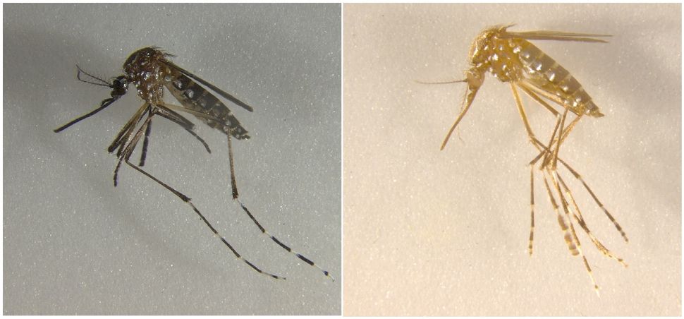 Buzz Off: Genetic Edit Could 'Defuse' Mosquitoes | Live Science