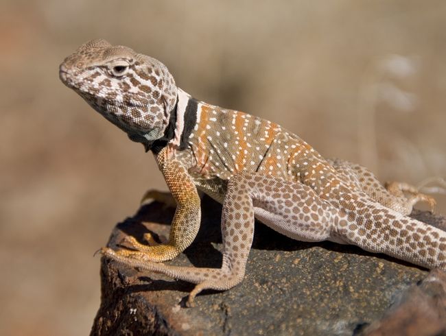 In Photos: Flashy Collared Lizards of the North American Deserts | Live ...