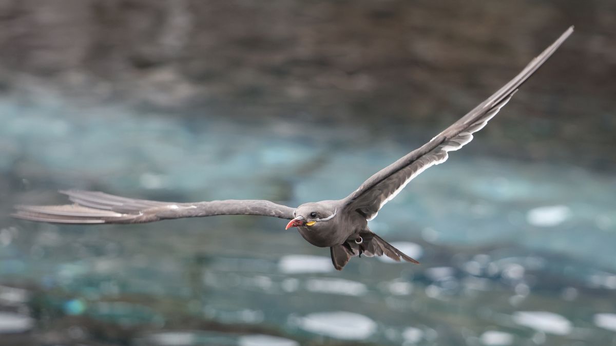 The Canon EOS R5 is a CHEAT CODE for wildlife photography | Digital ...