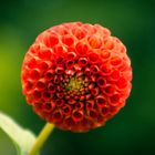 Fig Propagation: How To Start A Fig Tree From A Cutting | Gardening ...