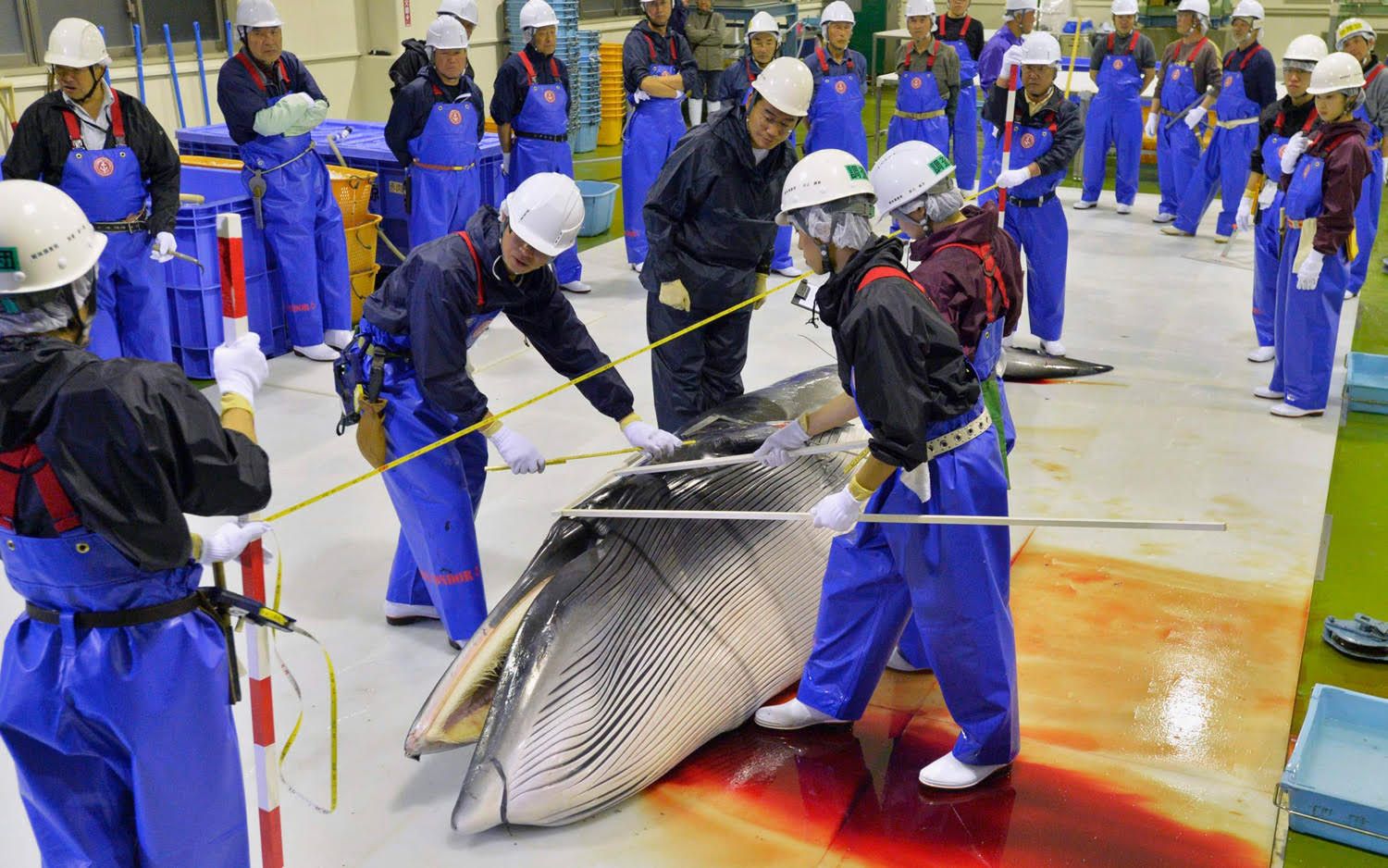 Japan May Start Commercial Whale Hunting Again | Live Science