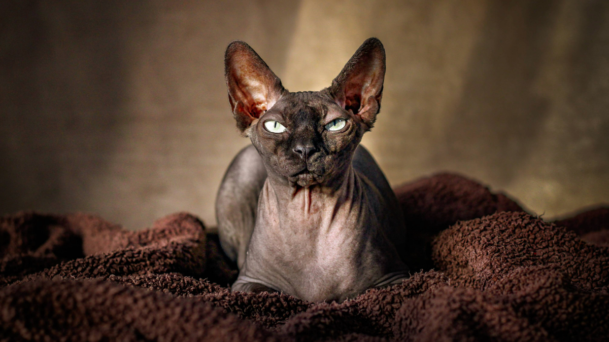 Hypoallergenic cat breeds: The 12 best options for allergy sufferers ...