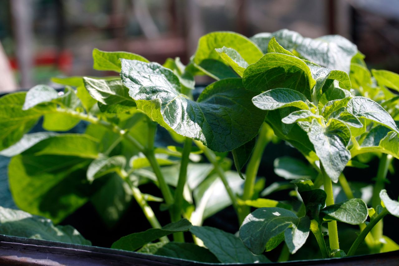 How to grow potatoes in containers | Livingetc