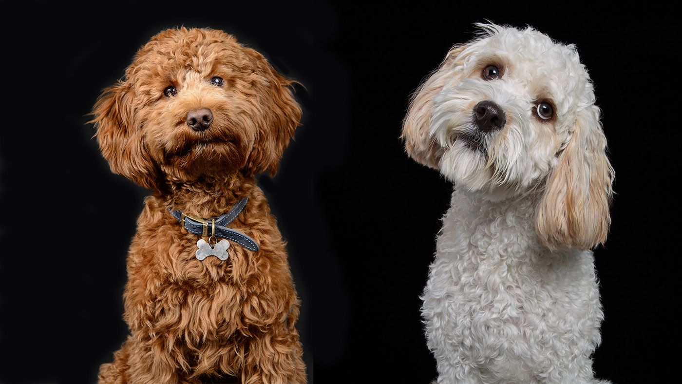 Cavapoo vs Cockapoo: An expert compares these two breeds | PetsRadar