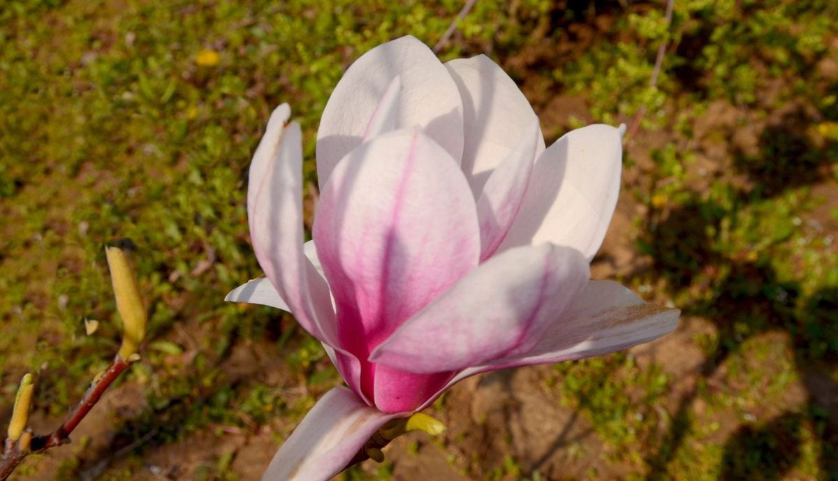 Magnolias For Zone 6: Growing Magnolia Trees In Zone 6 Gardens ...