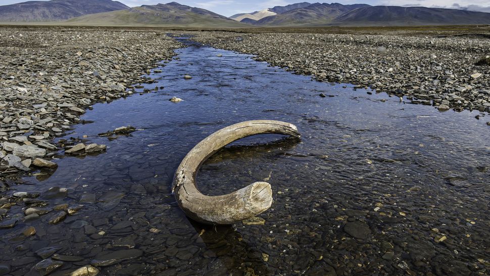 Girl discovers 100,000-year-old mammoth bones in Russian river while ...