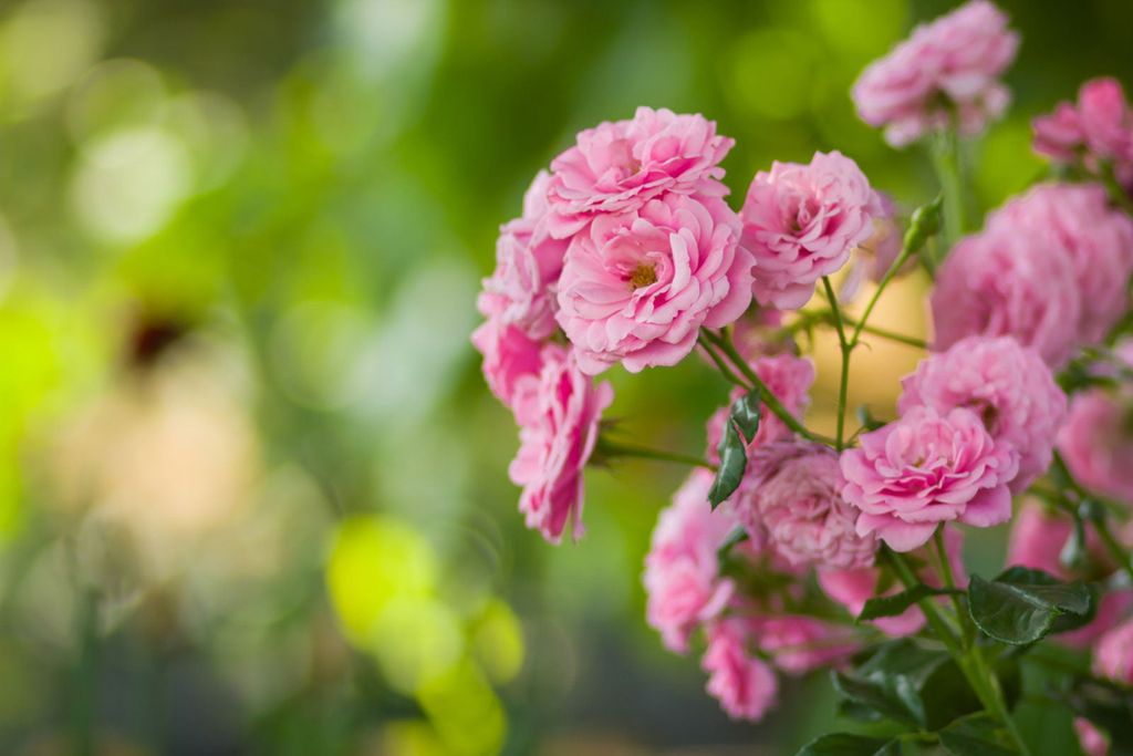 Growing Pink Roses – What Are The Best Types Of Pink Rose Bushes ...