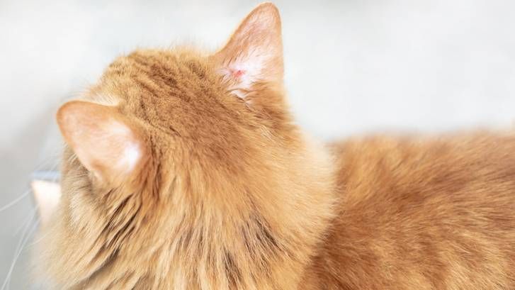 Ear infections in cats: Vet's guide to causes and treatment | PetsRadar