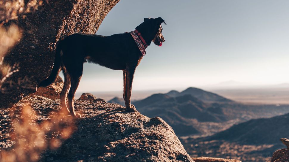 22 American dog breeds | PetsRadar