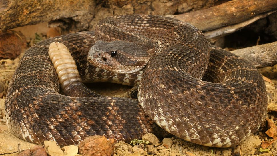 How do rattlesnakes rattle? | Live Science