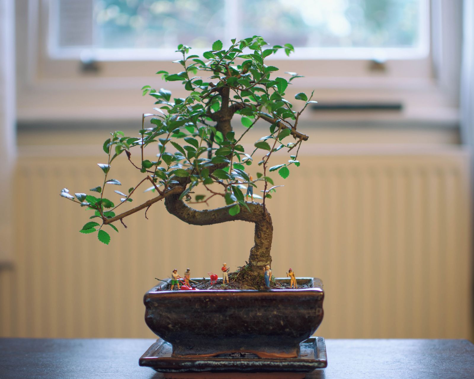 Growing bonsai is good for your mental health | Gardeningetc