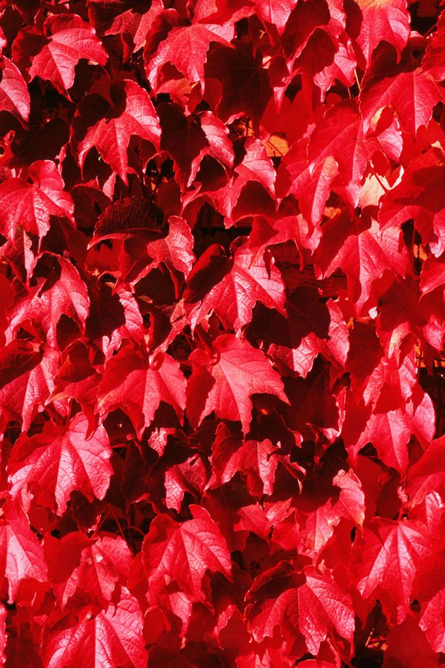 Image Gallery: A Rainbow of Fall Leaves | Live Science