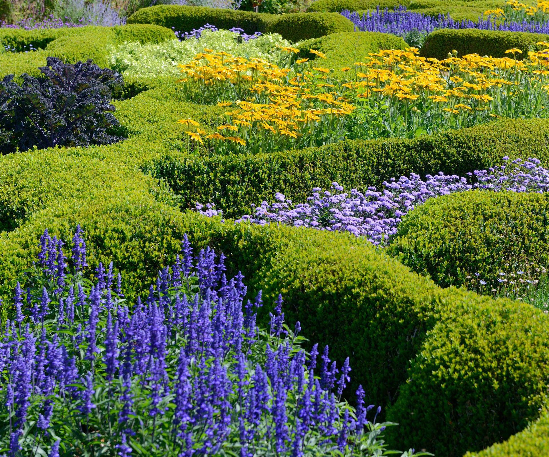 Why is my boxwood turning yellow? 4 reasons and solutions | Homes and ...