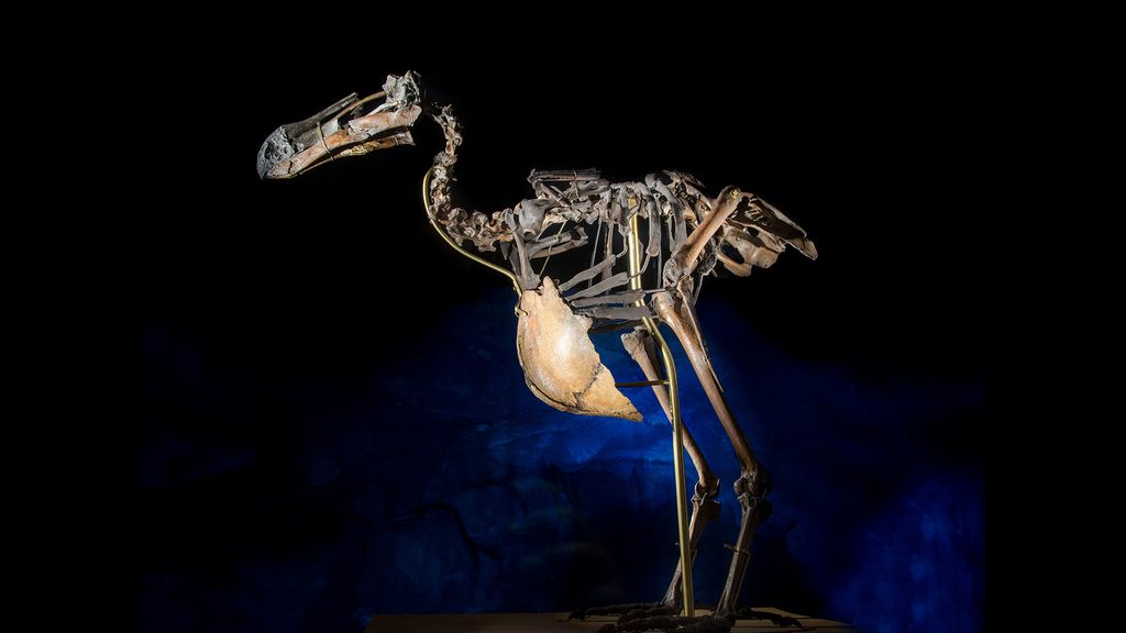 Facts about the dodo | Live Science
