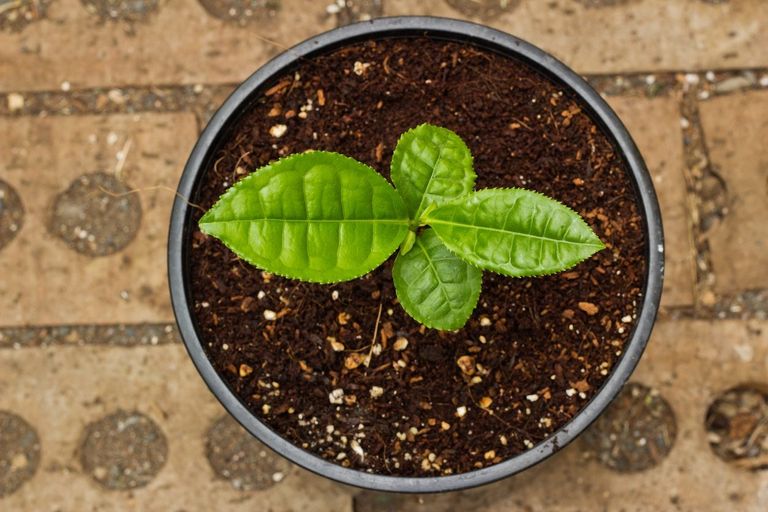 Container Grown Tea: Tips On Growing Tea Plants In Pots | Gardening ...