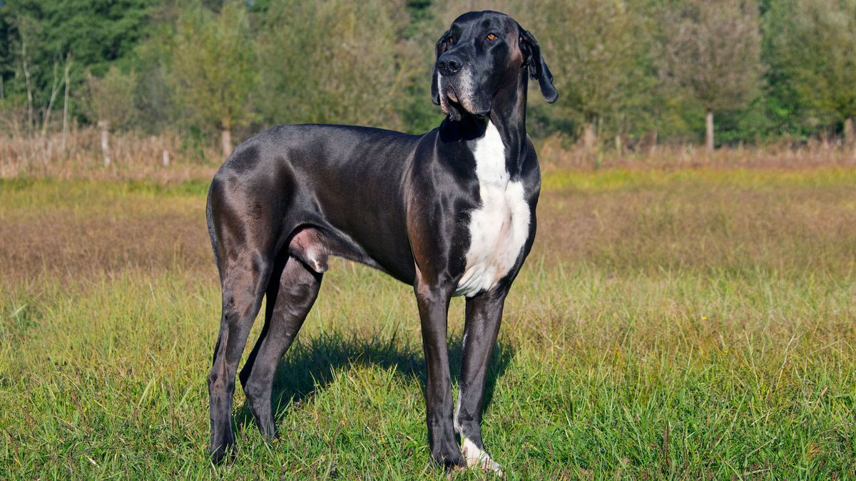 Shorthaired dog breeds of all shapes and sizes | PetsRadar