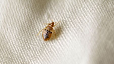 Why are there maggots in my house? Pest experts explain | Homes and Gardens