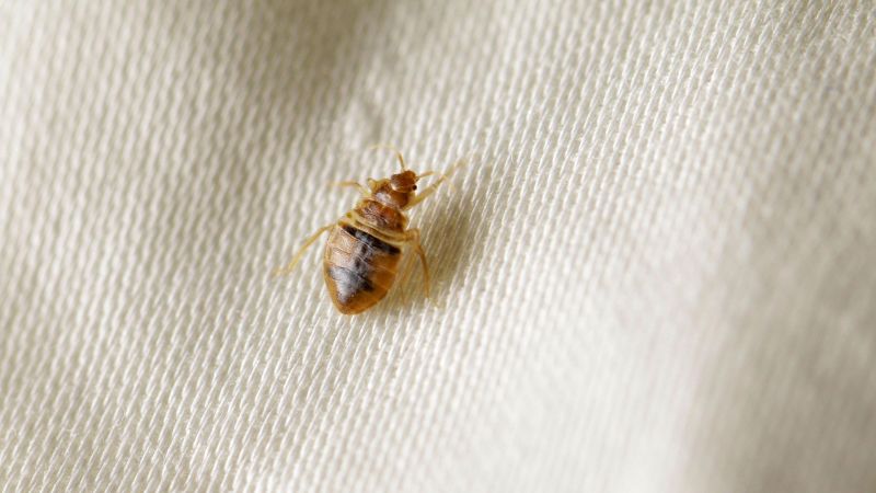 Why are there maggots in my house? Pest experts explain | Homes and Gardens