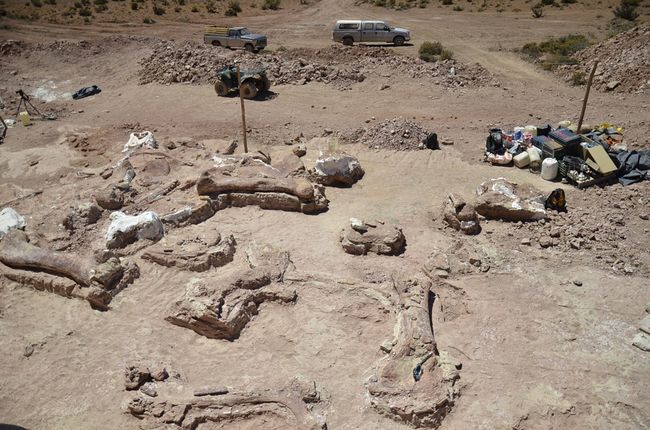 Titanosaur Photos: Meet the Largest Dinosaur on Record | Live Science