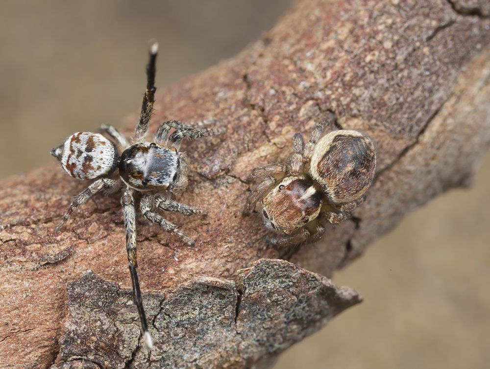 In Photos: 7 New Species of Peacock Spider : Page 2 | Live Science