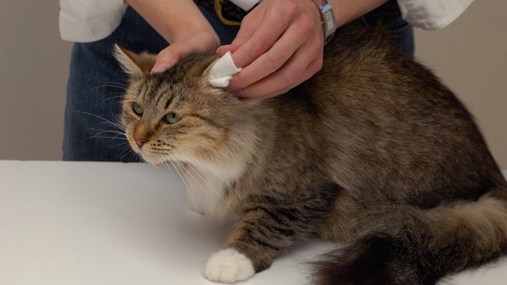 How to clean cat ears: Help avoid mites and infection | PetsRadar