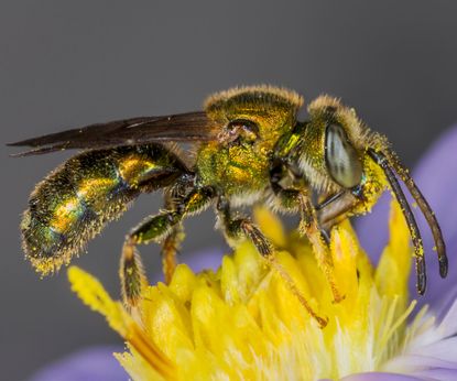 5 Key Night Pollinators You Need To Attract To Your Yard | Gardening ...