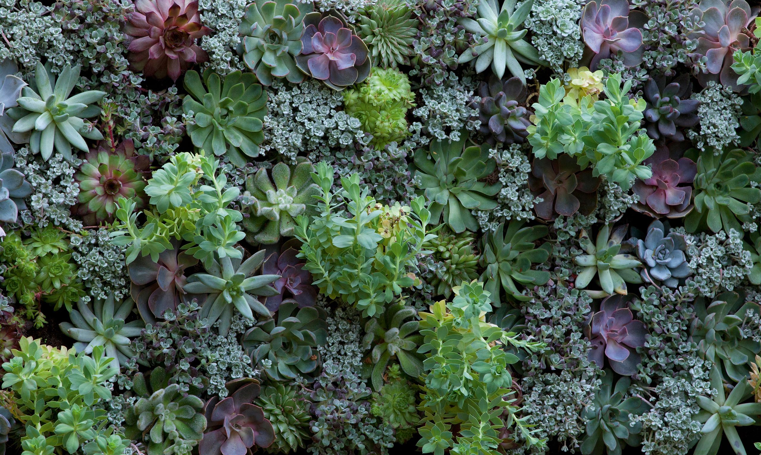 How to grow succulents | Gardeningetc