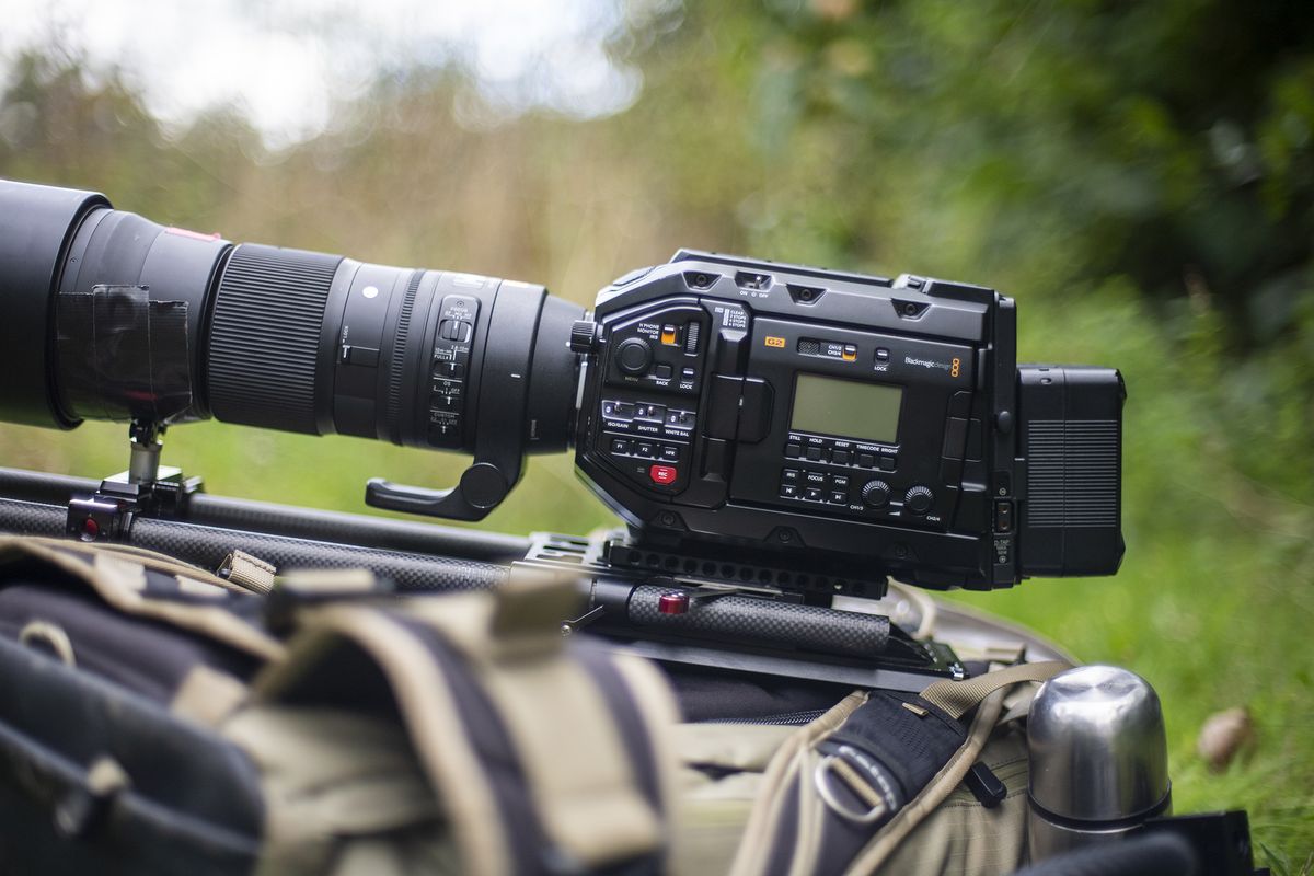 5 tips for the Blackmagic Ursa Mini Pro camera from veteran wildlife ...