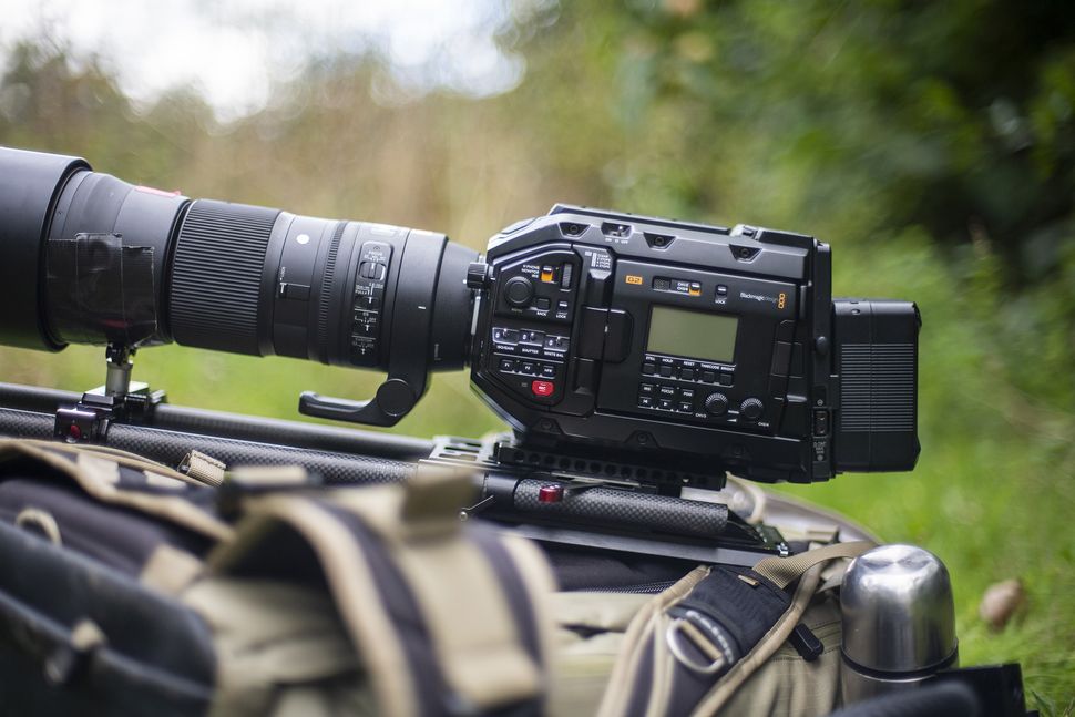 5 tips for the Blackmagic Ursa Mini Pro camera from veteran wildlife ...
