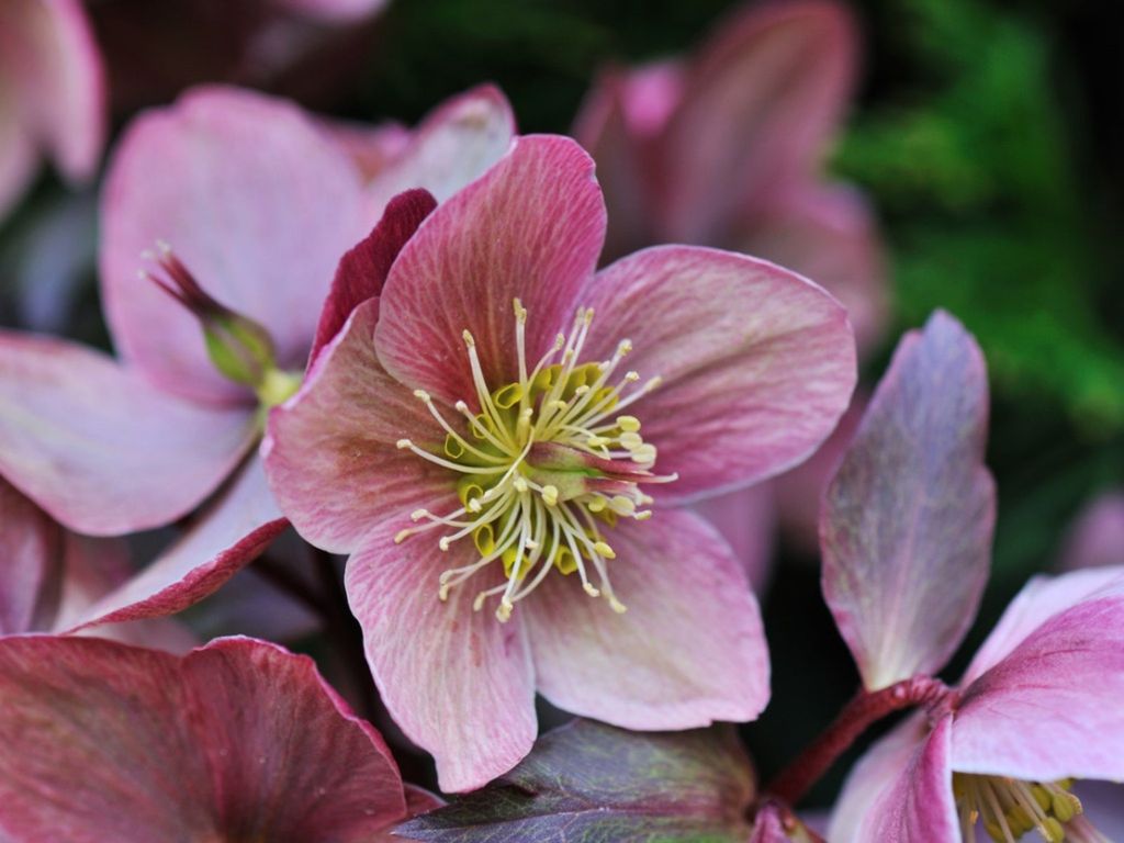 Seed Grown Hellebore Plants - How To Grow Hellebore From Seed ...