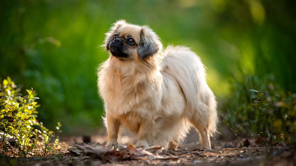 32 brachycephalic animal breeds | PetsRadar 32 brachycephalic animal breeds | PetsRadar